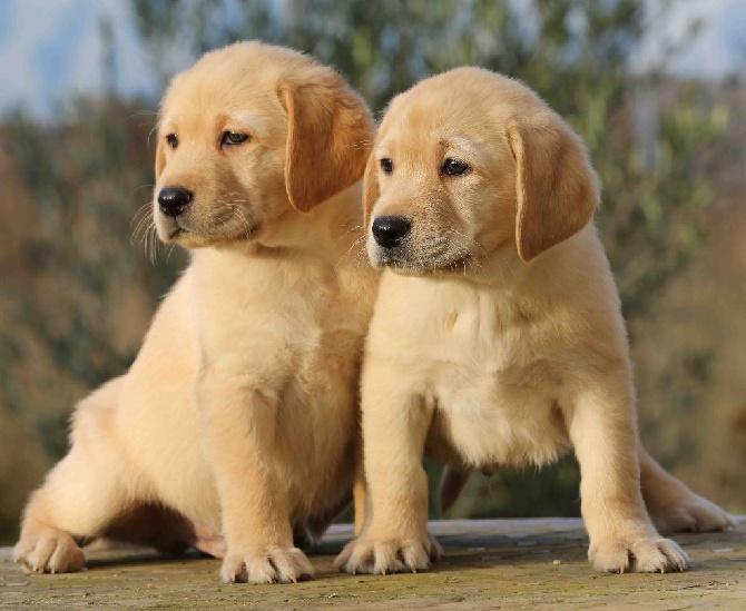 Accueil - Elevage du Domaine de la Vallee de L'Arc - eleveur de chiens ...